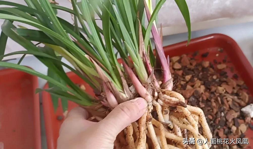 How to choose orchid pots and plant materials for beginners - iMedia