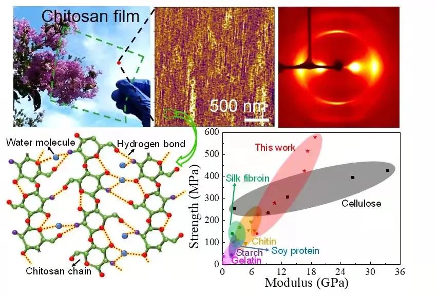 New progress has been made in the research of high-strength chitosan ...