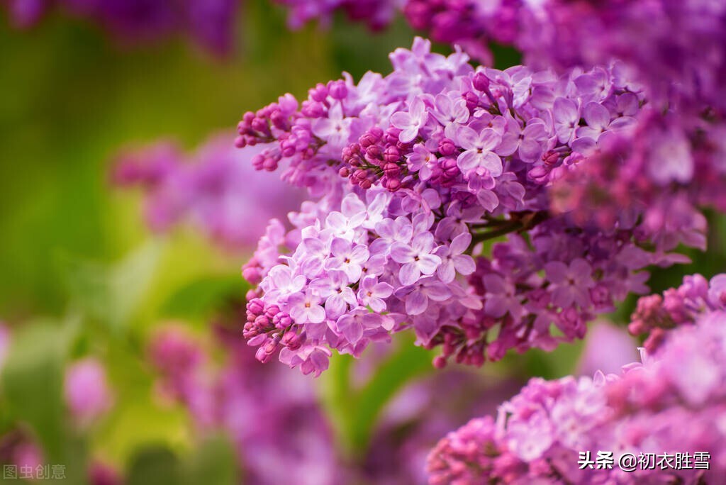 Six beautiful poems about lilacs in late spring: how beautiful purple ...