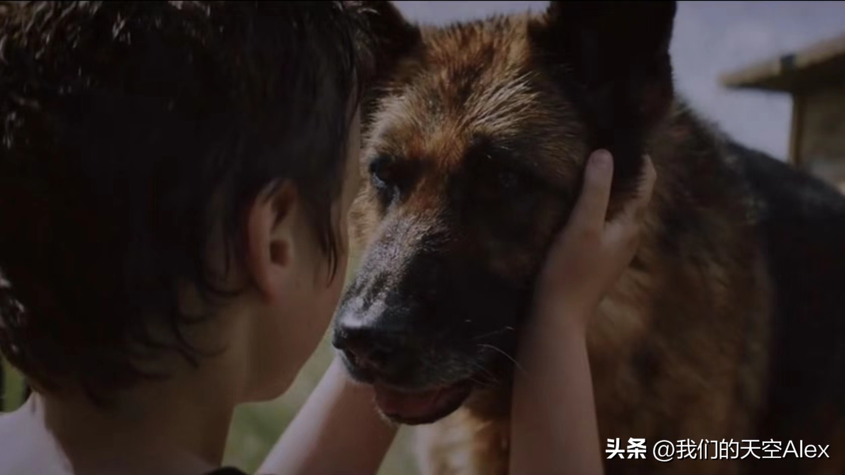 After-views of the Russian film Loyal Dog Palma: The true meaning of ...