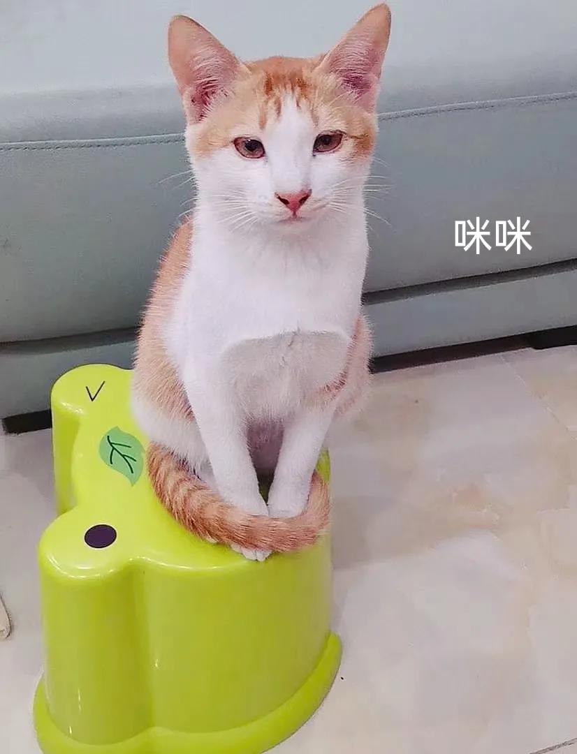 Miss you, my cat win win - iNEWS