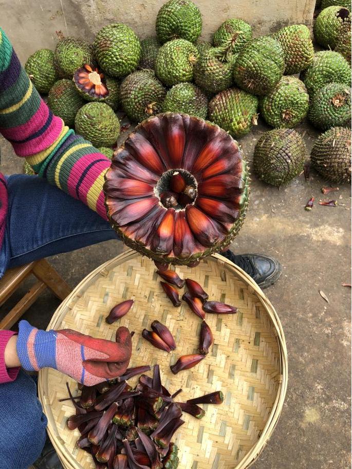 Methods of Harvesting and Processing Parana Pine Nuts - iMedia