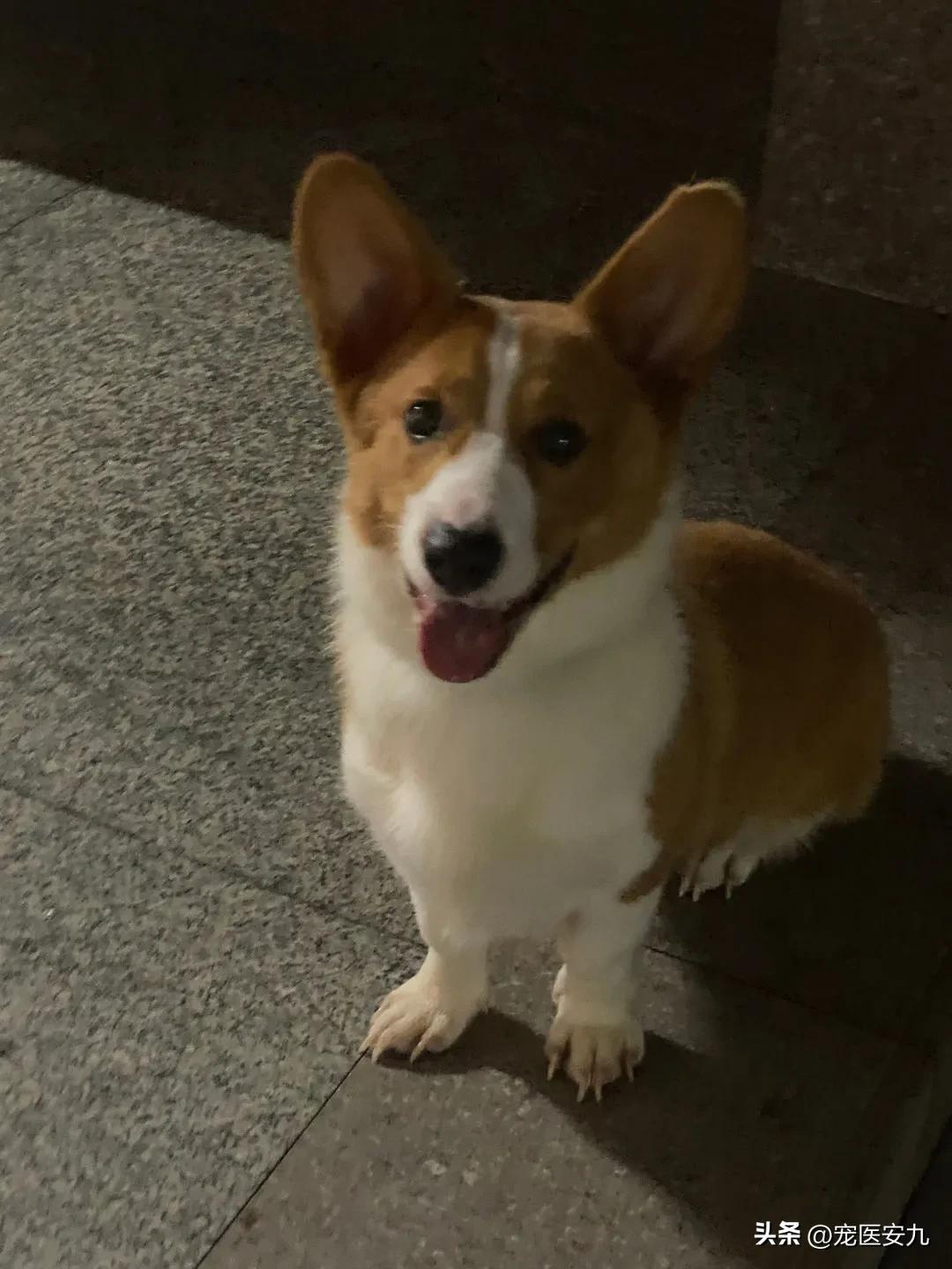 Don't be careless if your dog is poisoned! Beware of neurological ...