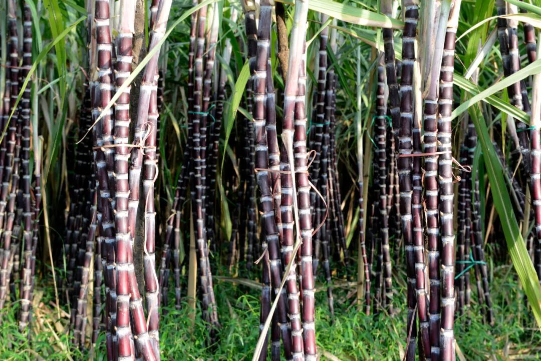 sugar cane - iNEWS