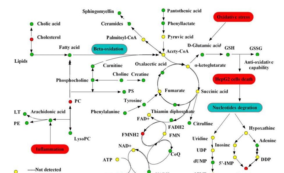 Trans-Aconitic Acid reveals the mystery of cell metabolism? - iNEWS