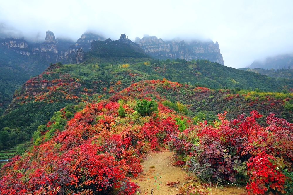 In Taihang in October, the autumn leaves and colors are flying. Han Jia ...