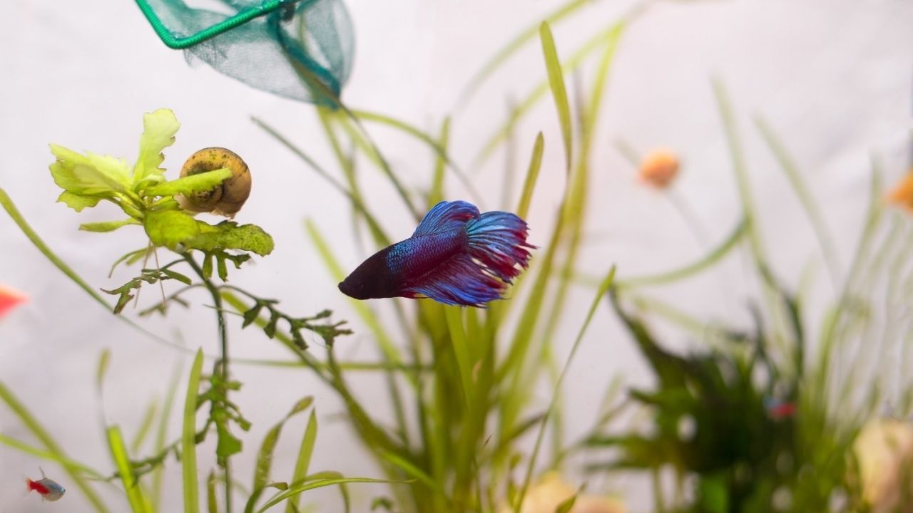 How to keep multiple female bettas in one tank?A tank of betta is so ...