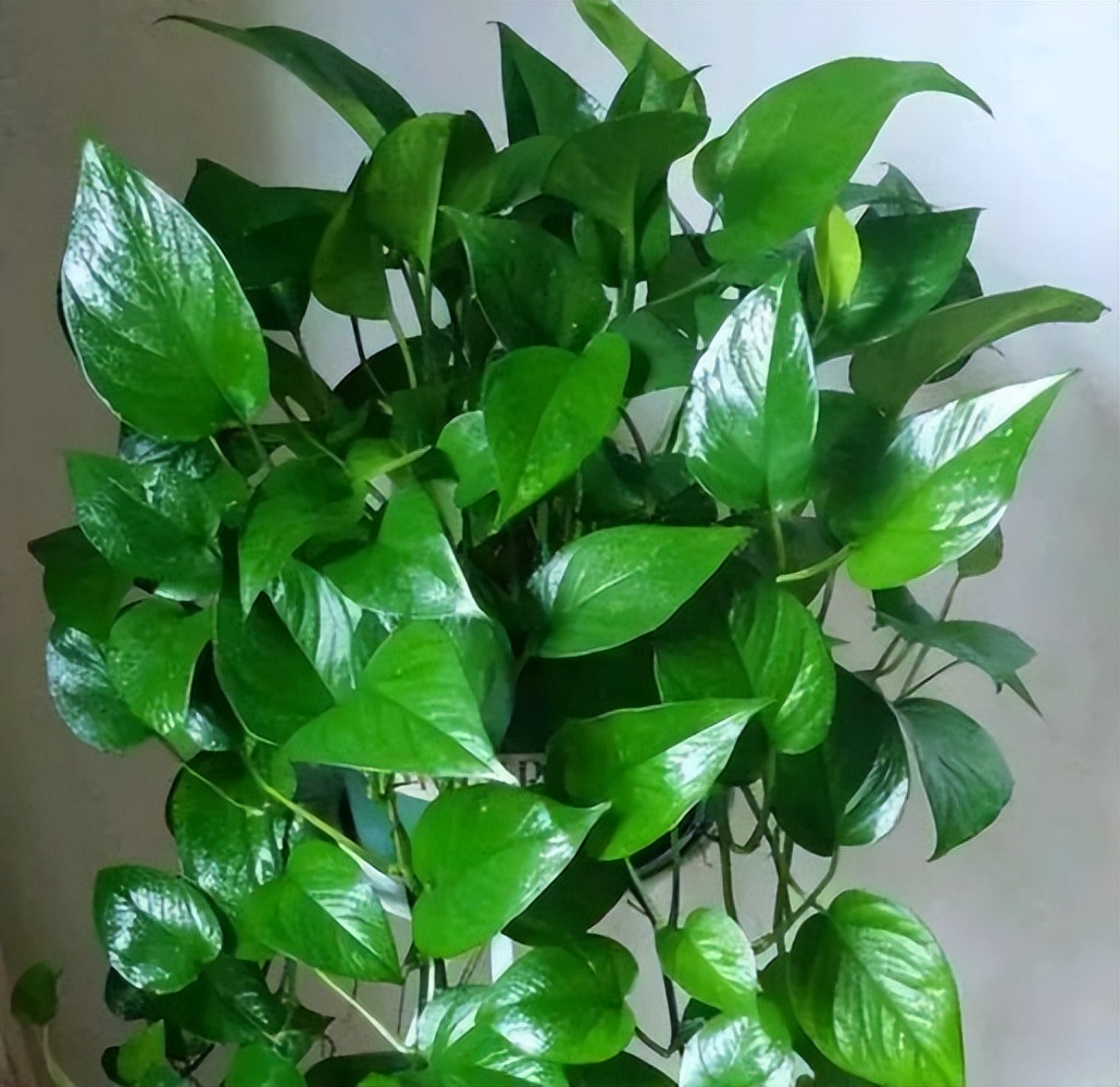 Did you know that pothos is "poisonous"? If you have children at home ...
