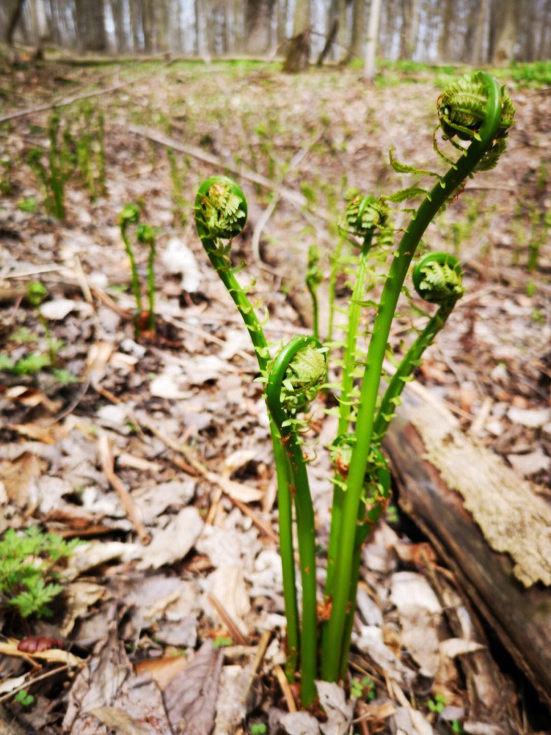 The characteristics and edible methods of 3 kinds of fern wild ...
