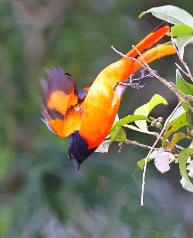 Go to Hainan and see the red bell pepper bird - iNEWS