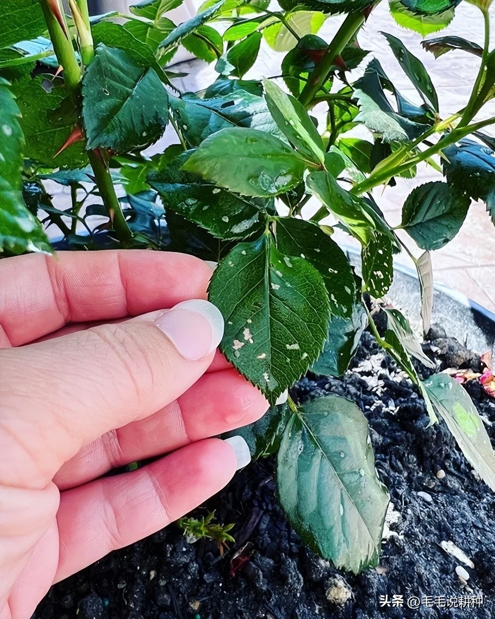 What should I do if the balcony vegetables have worms? Don't worry! Use ...