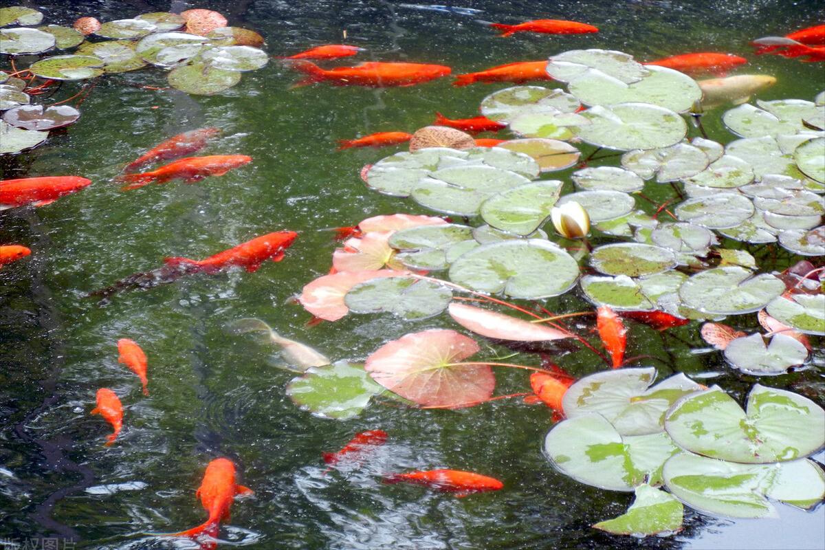 On the eighth day of the "birthday" carp jumping over the dragon gate ...