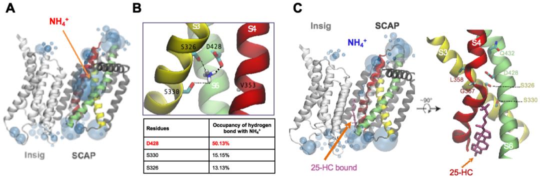Guo Deliang's team found that ammonia ions are key signaling molecules ...