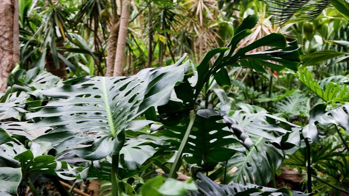 Indoor temperament flower - monstera, can you cut off a leaf and put it ...