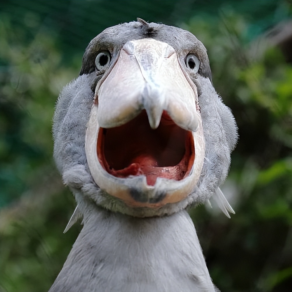 Shoebill, an amazing bird - iMedia