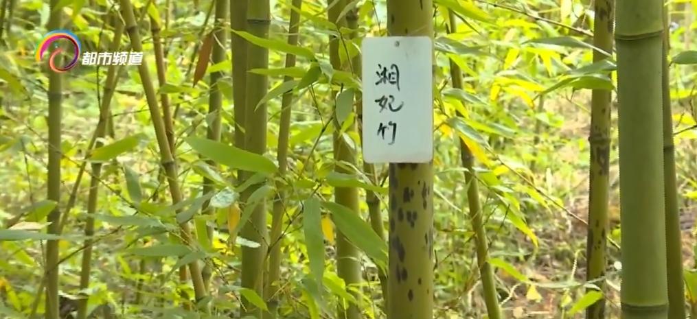 Exploring the rare bamboo garden, Jinyuanbaozhu, have you seen it? - iNEWS