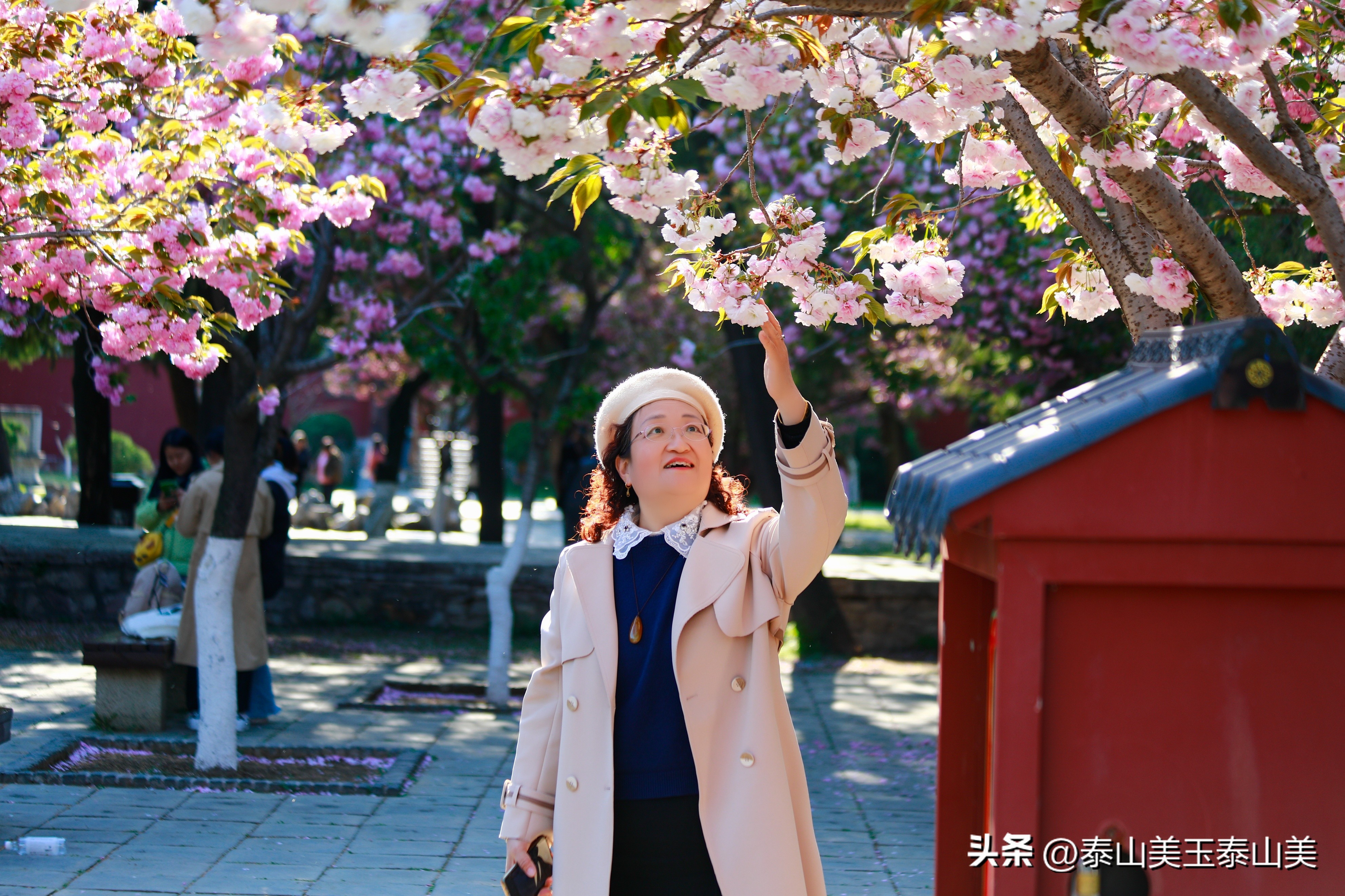 Dai Temple Flower Appreciation Part 2: Cherry Blossoms - iNEWS