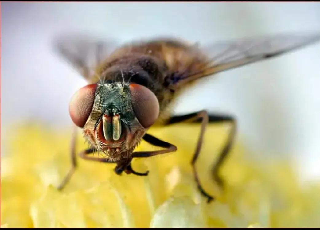 Why are flies so sensitive - iNEWS