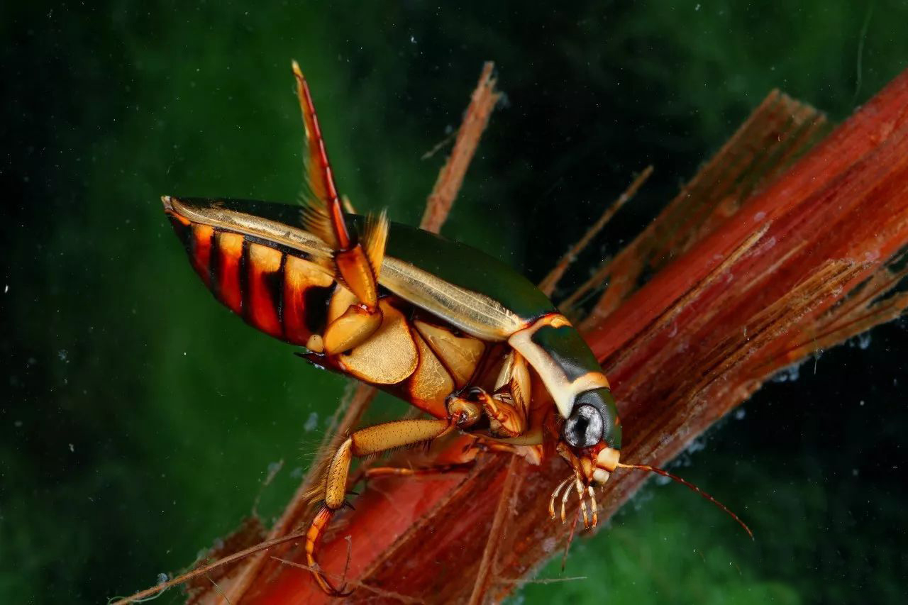 There is a kind of insect called water cockroach in the countryside. It ...