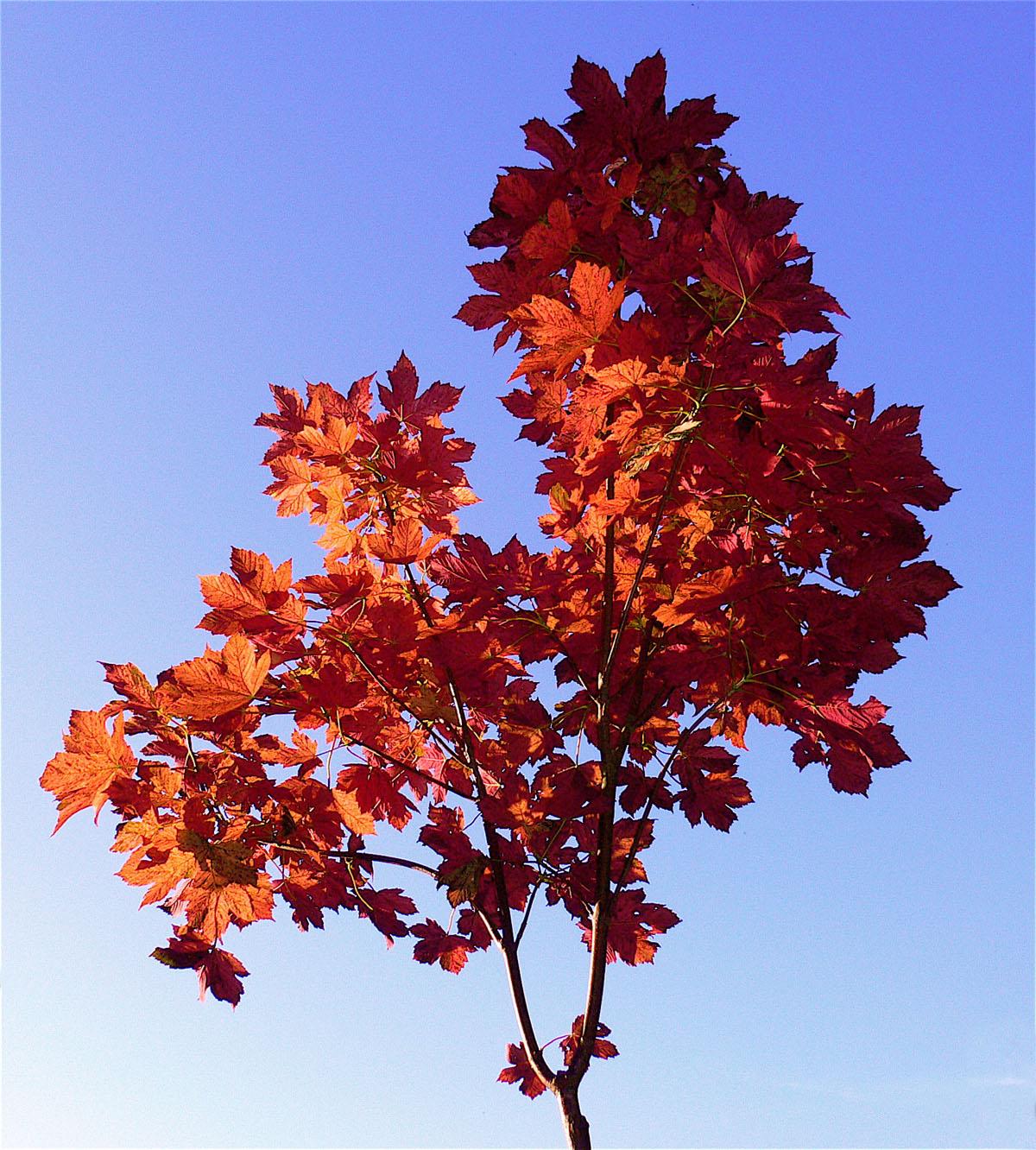 Autumn maple tree, seeds spinning gracefully in the wind, offering ...