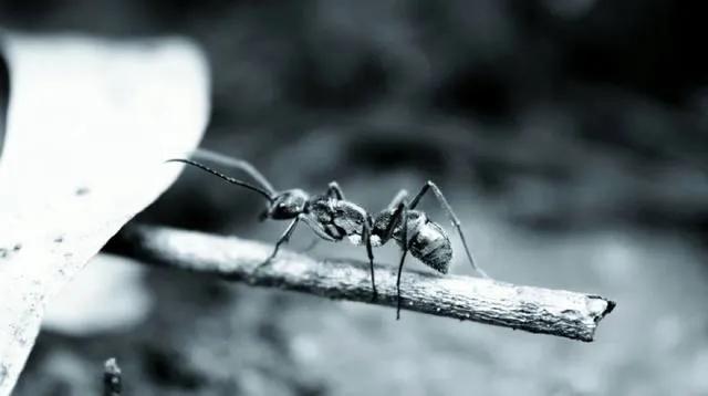 The relationship between ants and human civilization has spanned ...