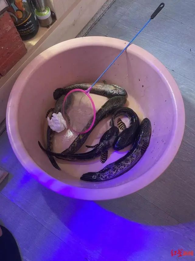 The "headless fish" in Chengdu, Sichuan has survived for many days and ...