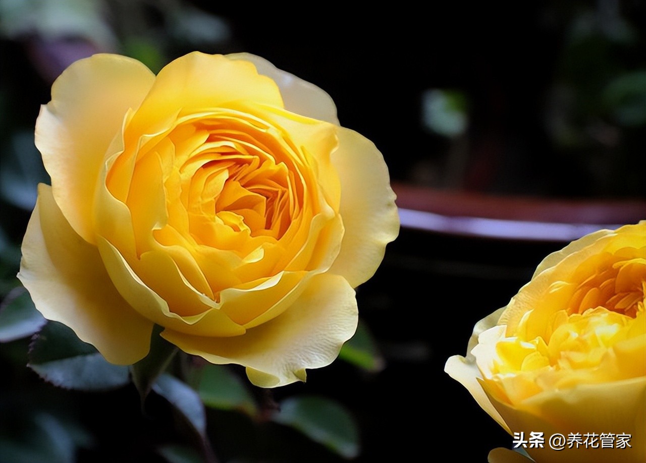 The ten most beautiful rose varieties, each of which is beautiful - iNEWS