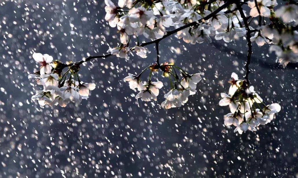 14 Poems: When apricot flowers meet spring rain, a drop of rain falls ...