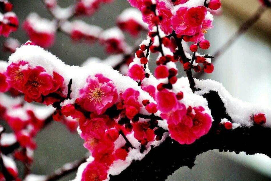 100 classic Song poems, each worth reading and collecting (10) - iNEWS