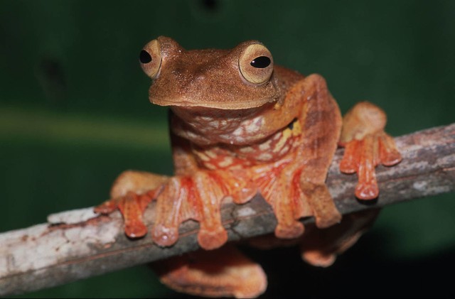 Flying Frogs: The World's Most Amazing Amphibians - iNEWS