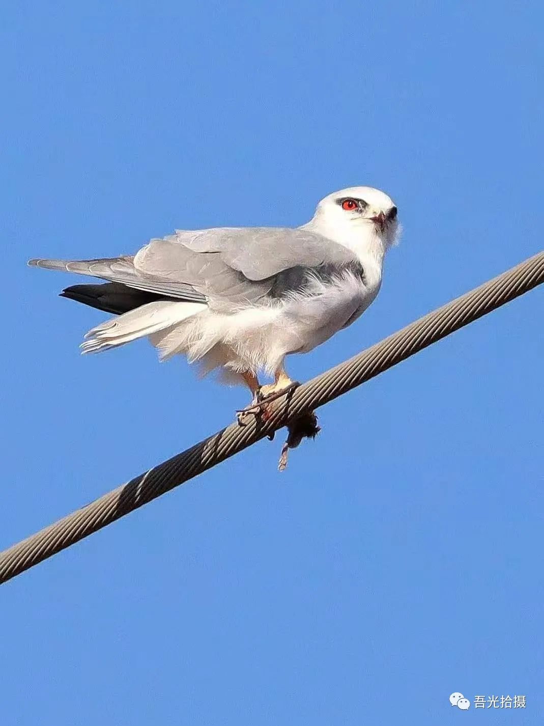 black winged kite - iNEWS