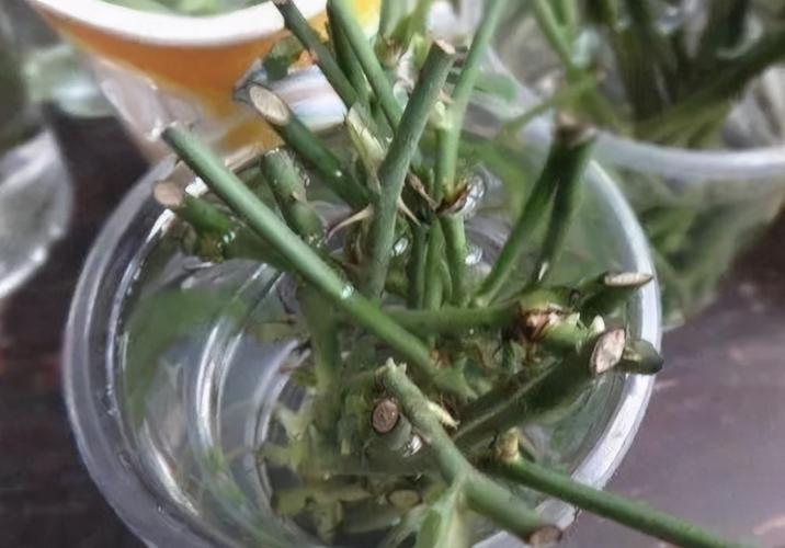 Tiger Pilan likes to drink three kinds of water, you know? Precautions ...