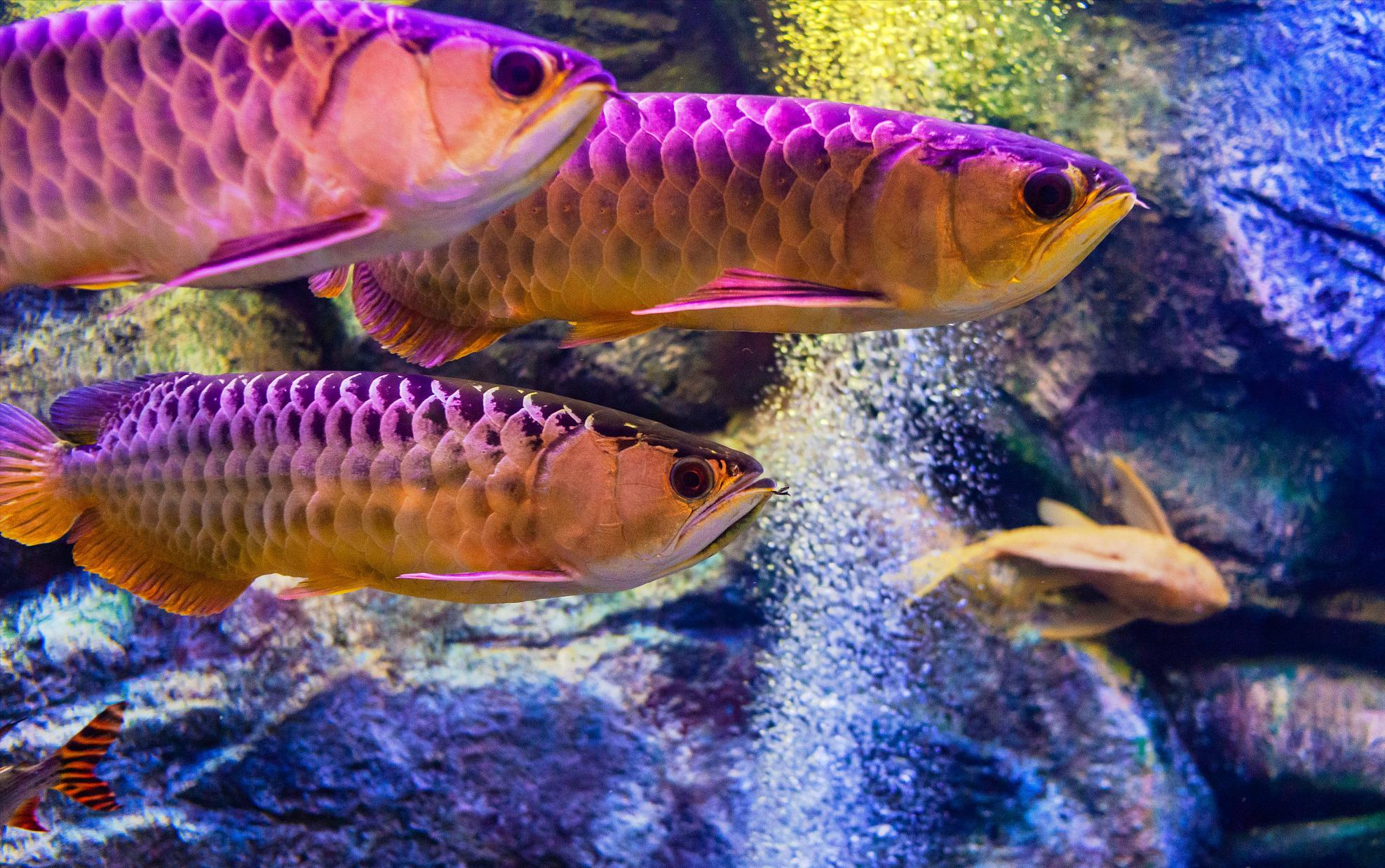 Why is dragon fish the first choice for pet aquariums of wealthy families? - iNEWS