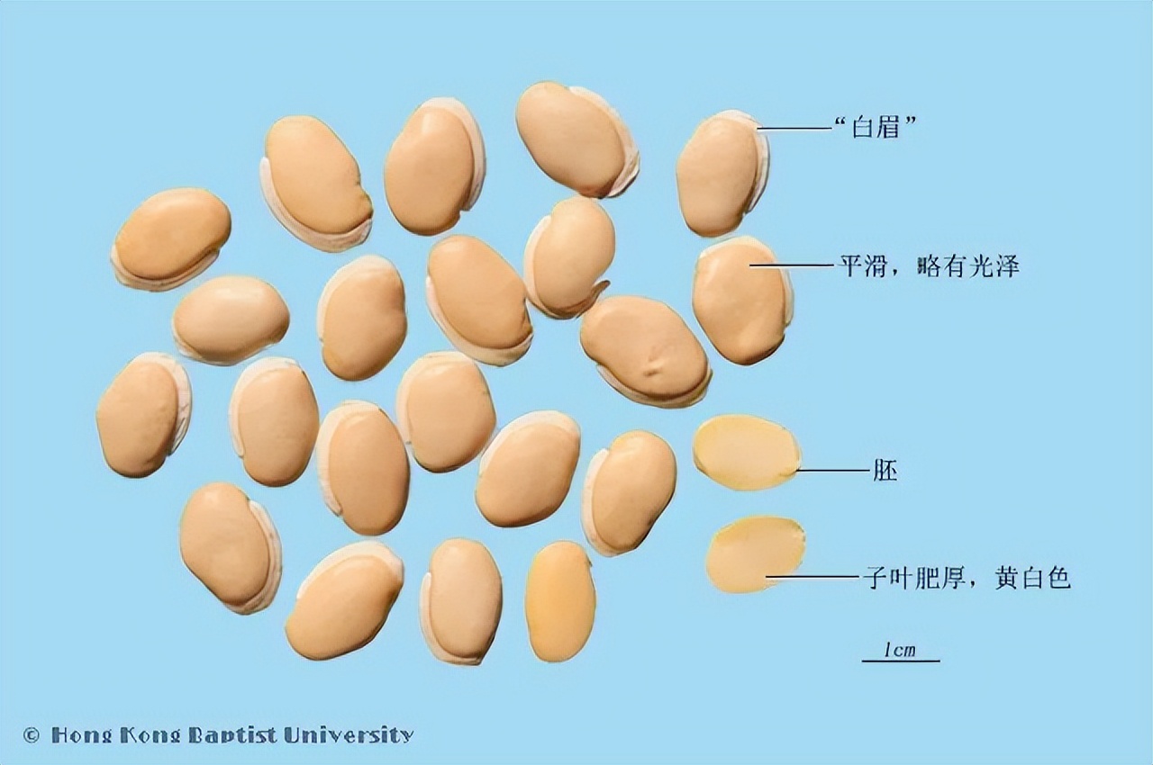 Invigorating the spleen and removing dampness, said lentils - iMedia