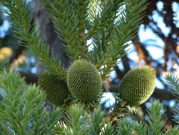 Parana pine is very rare - iNEWS