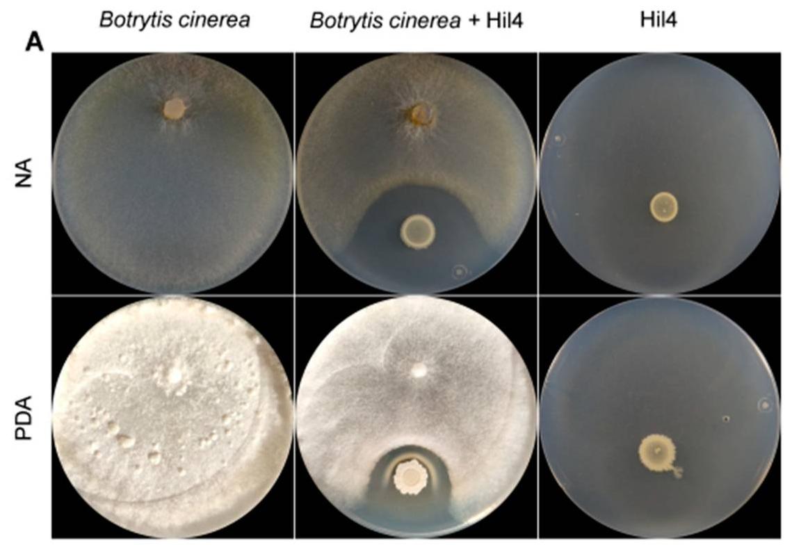 Exploring the impact of several factors on colony morphology and ...