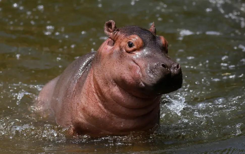 The top three animal bite force, easy to tear the car, known as the ...