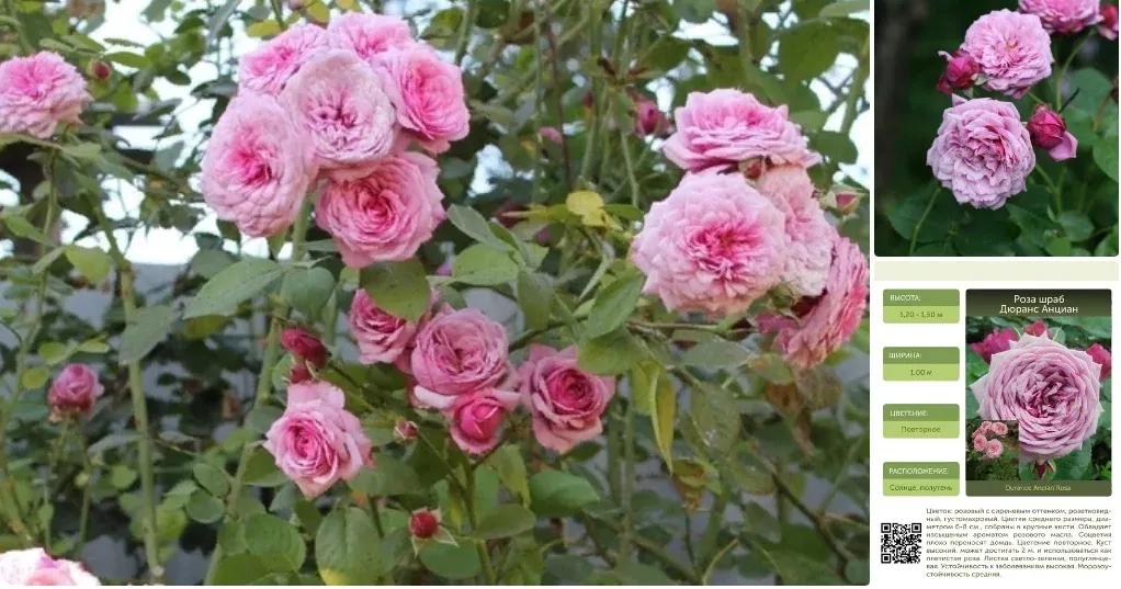 tea rose classification - iNEWS
