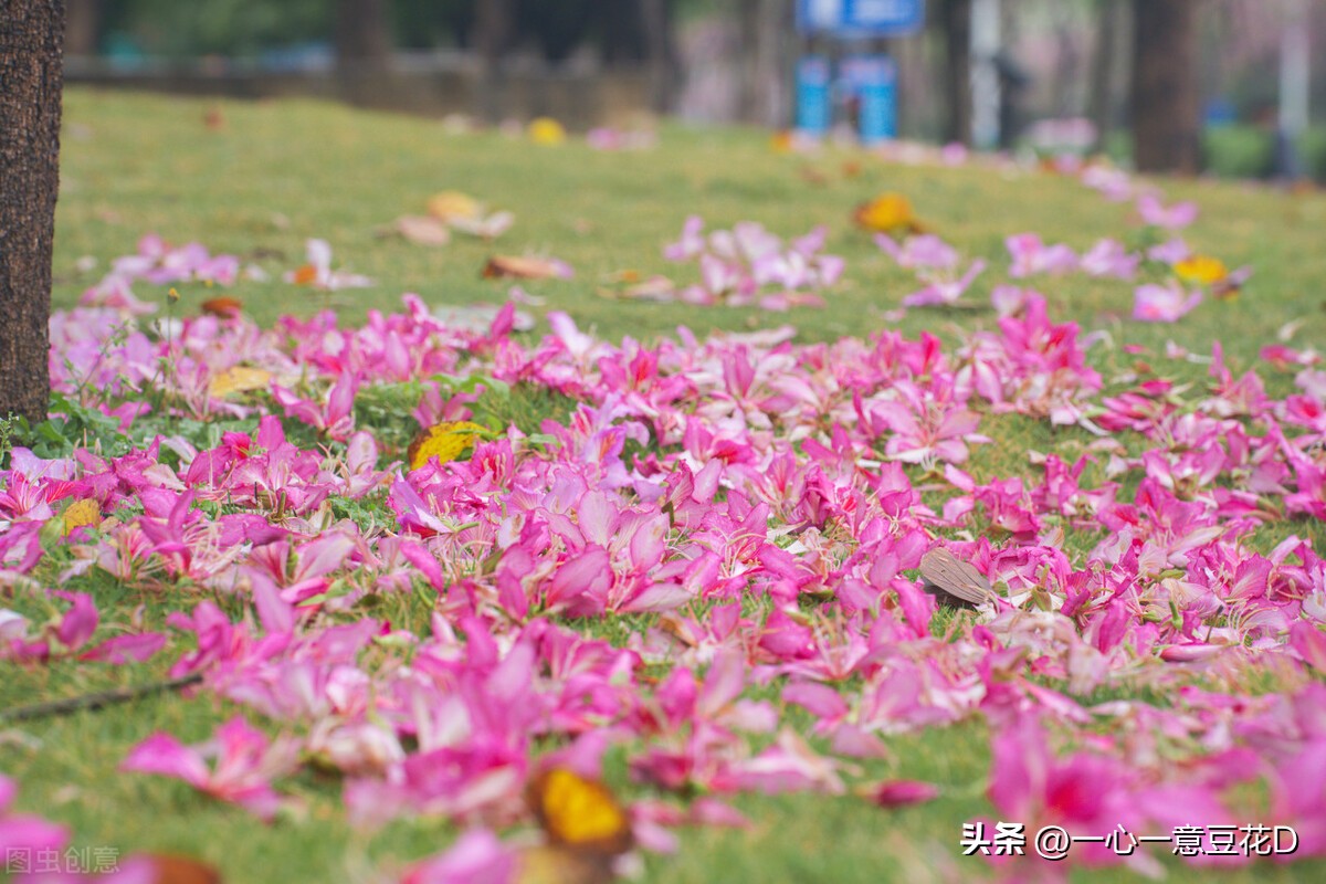 Seven-character Poem Falling Flowers - iNEWS