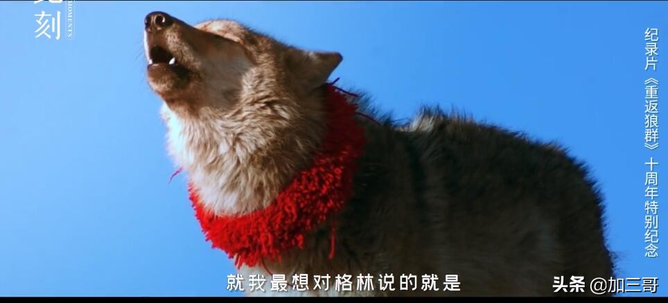 The legendary story "Return to the Wolves" is full of emotion. Is the ...