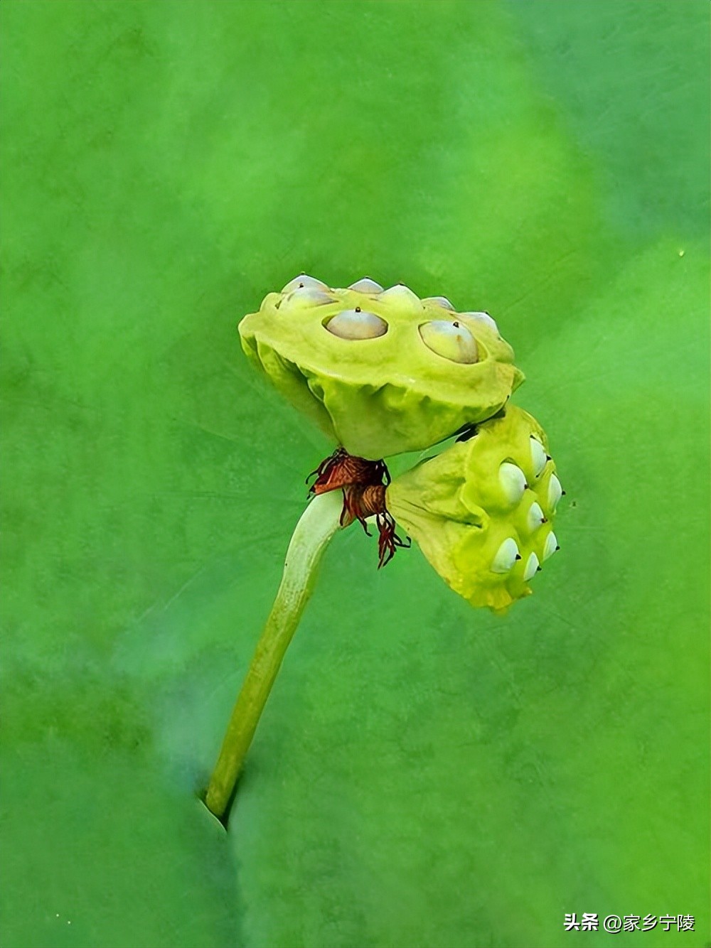 Photography World: Appreciating Lotuses in Summer - iNEWS