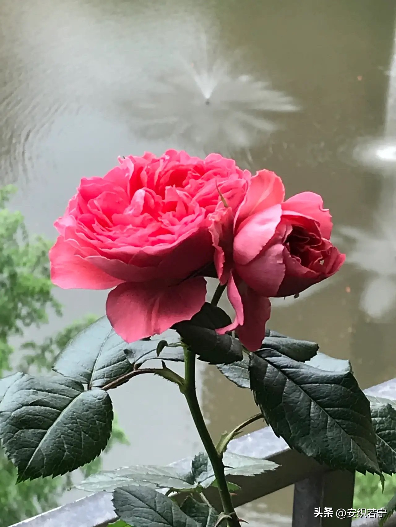 The key to ensuring the safety of rose flowers in summer - don't prune ...