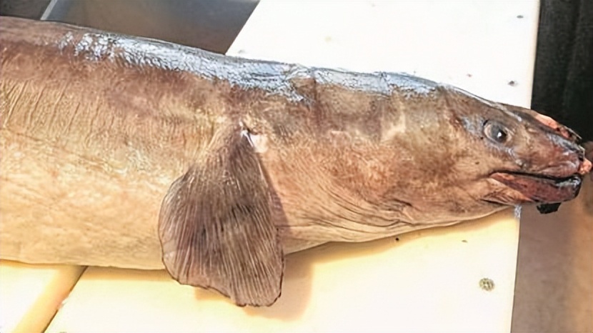 Eels are gender neutral!Reproduction without genitals is all about luck ...