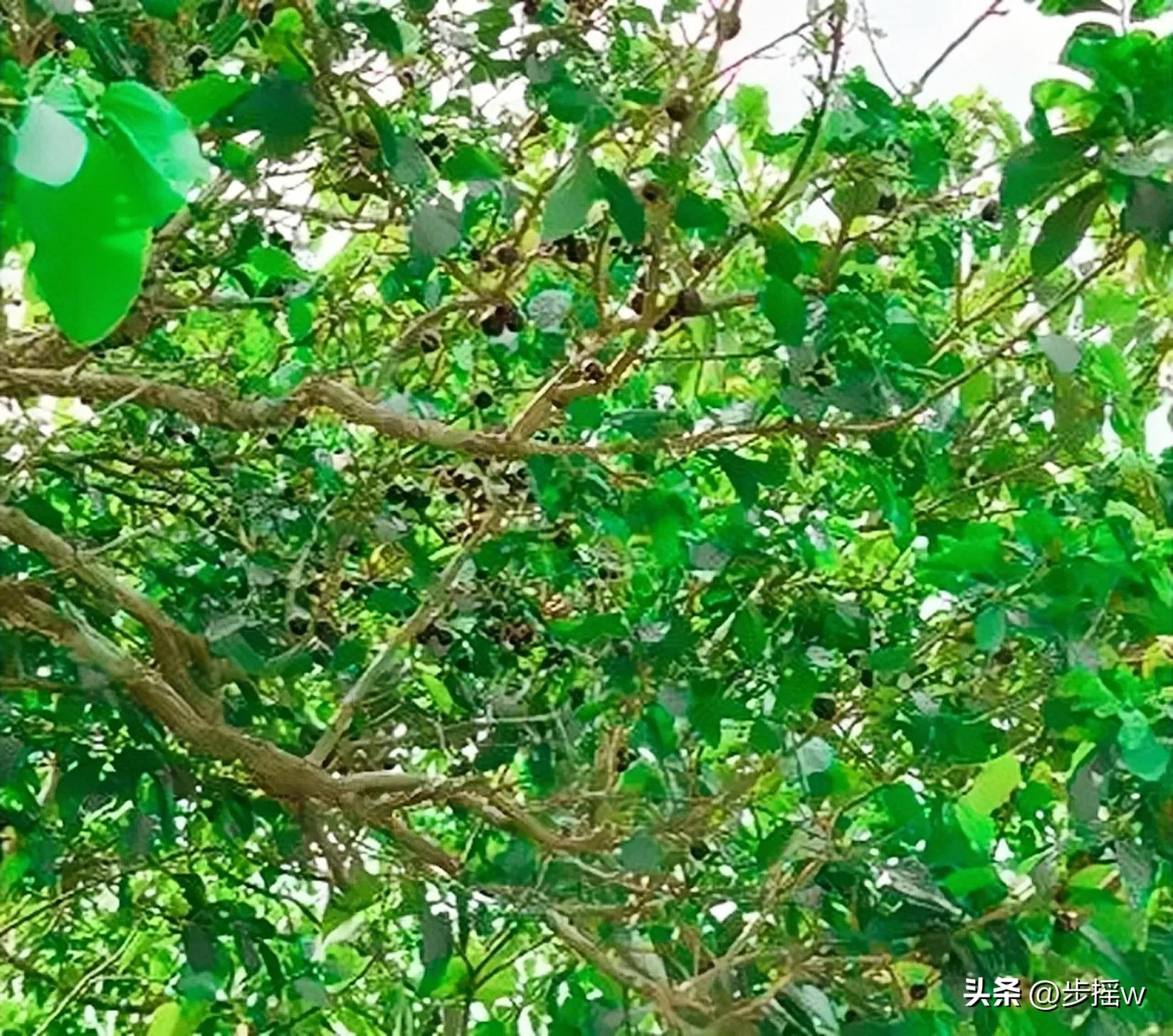 Have you ever eaten the cut tongue fruit that "cuts the tongue"? - iNEWS