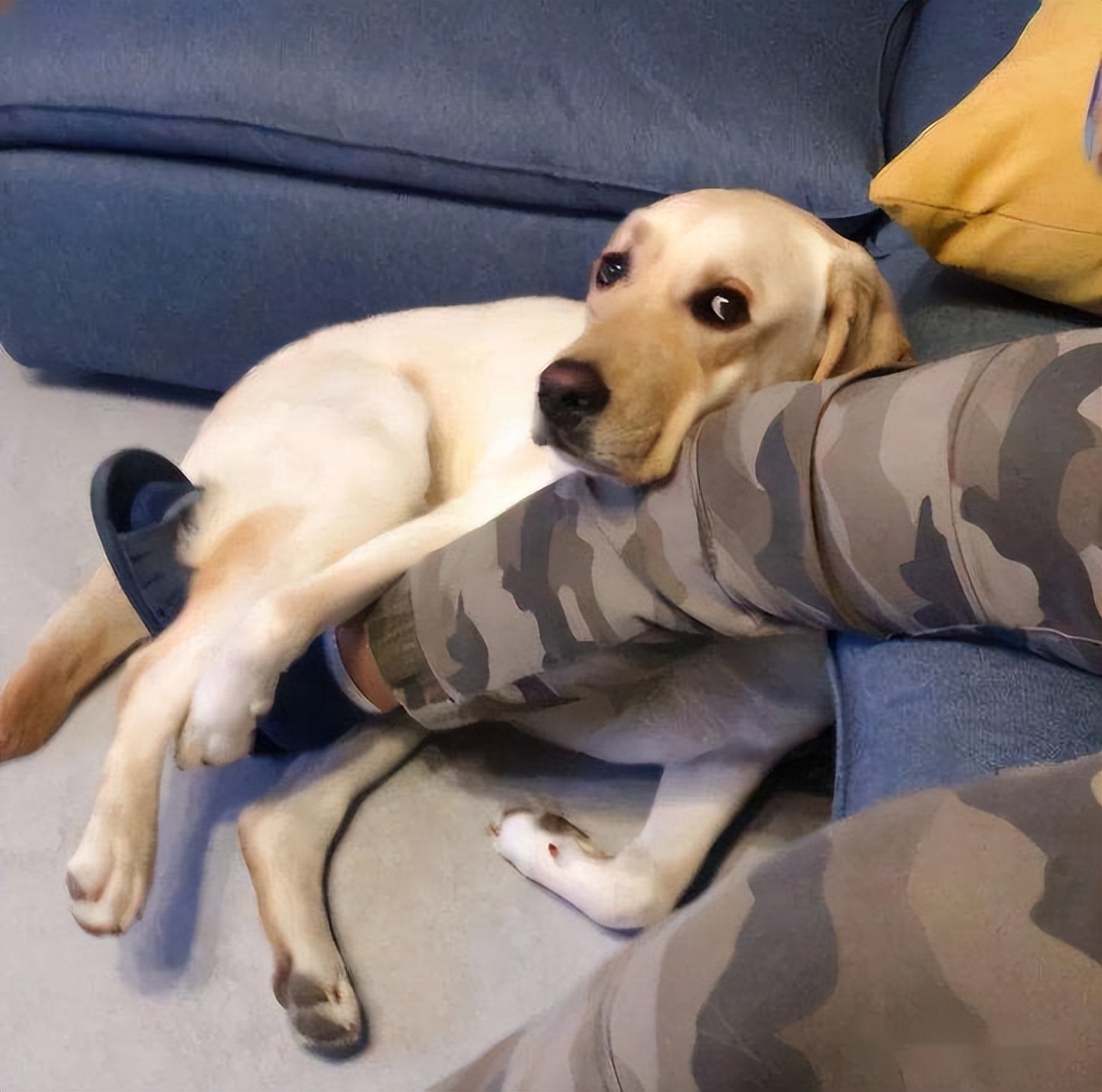 Dogs "bump you with their heads" are nothing more than trying to tell ...