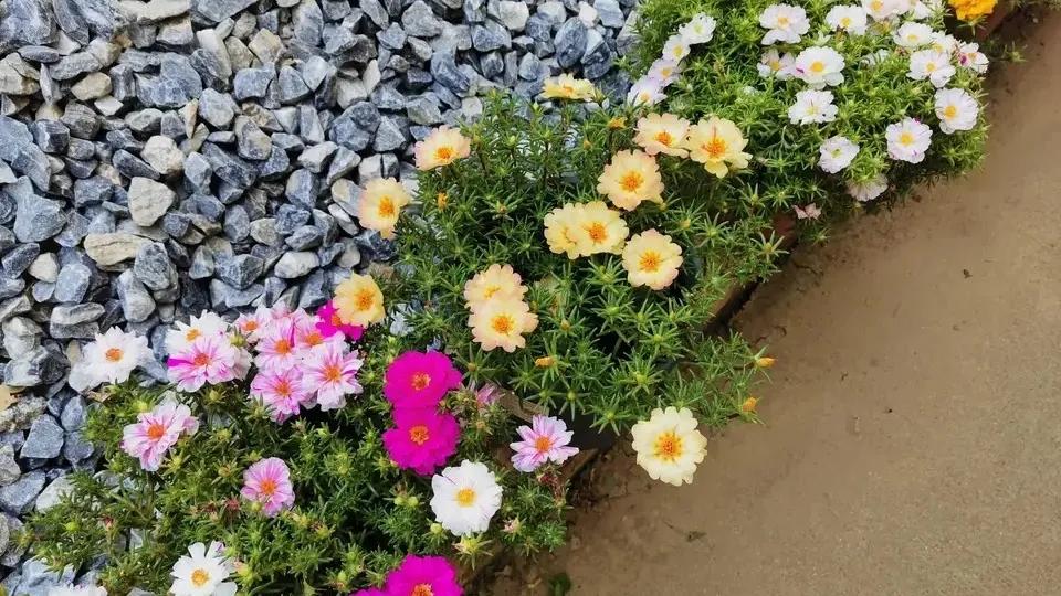 These 5 kinds of flowers are really worry-free, no matter how ...