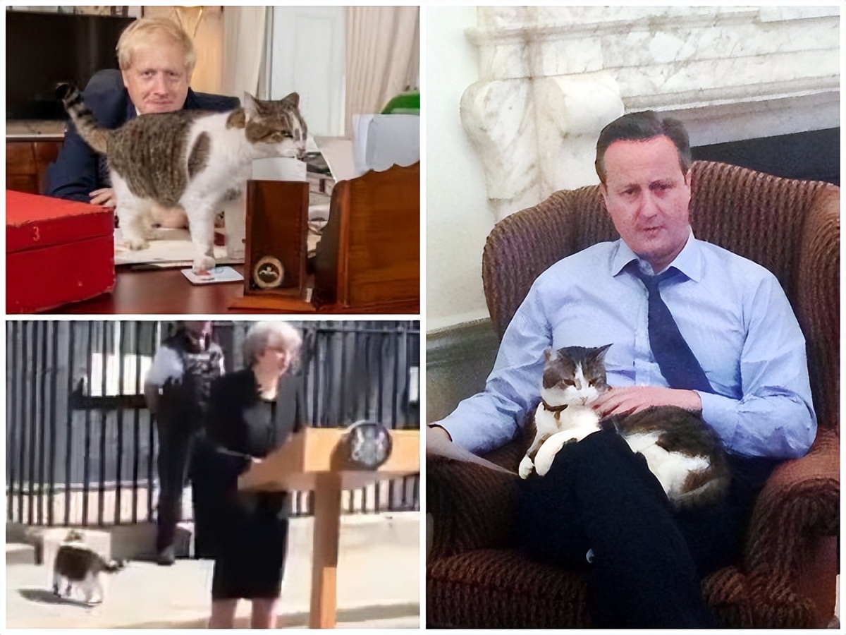 British royal cat Larry also ran for prime minister?Netizens support ...