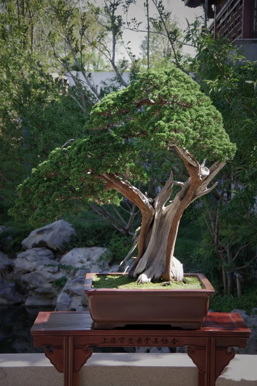A glimpse of the world-famous bonsai garden - Shen Garden - iNEWS