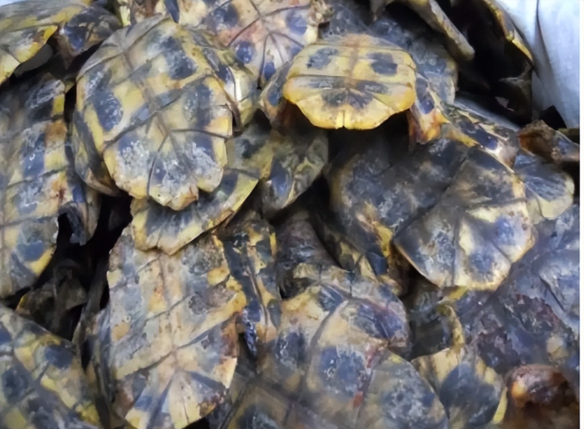 Take you to identify the tortoise shell - iMedia