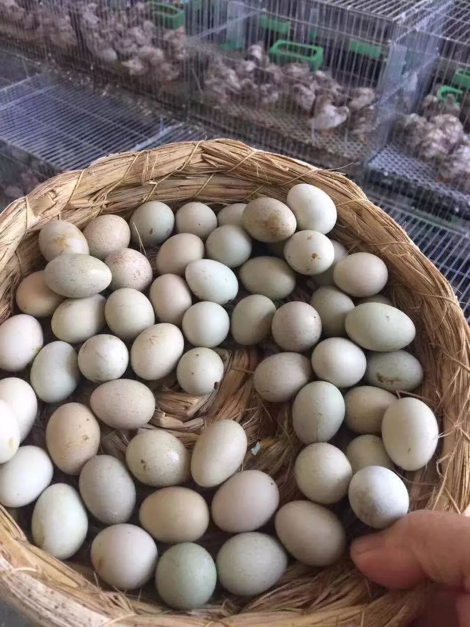 What is rutin chicken?In fact, it is called the blue-breasted quail ...